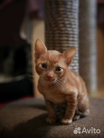 Котик красный мрамор