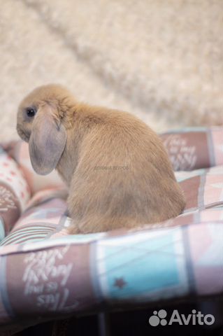 Девочка вислоухая редкого окраса сепаратор