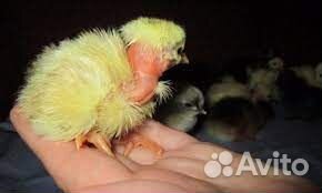 Цыплята, утята, гусята