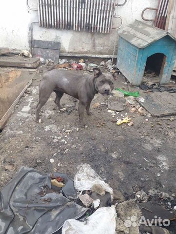 Питбультерьер