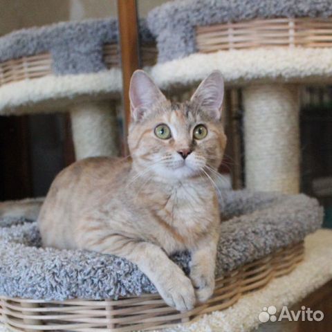 Кошечка Фрося из приюта ищет дом