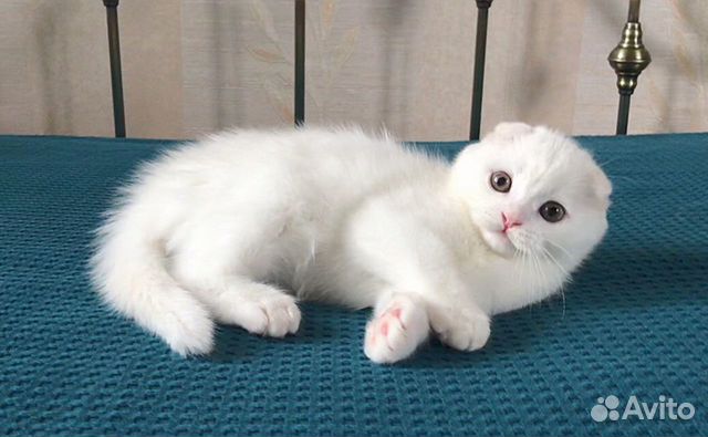 Клубный белоснежный шотландец
