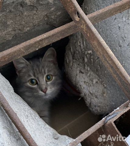 Кошки