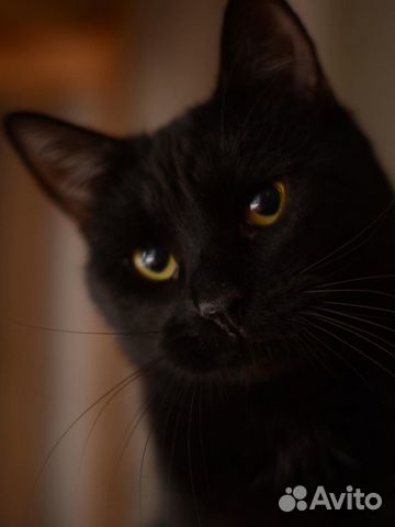 Котик Маркиз