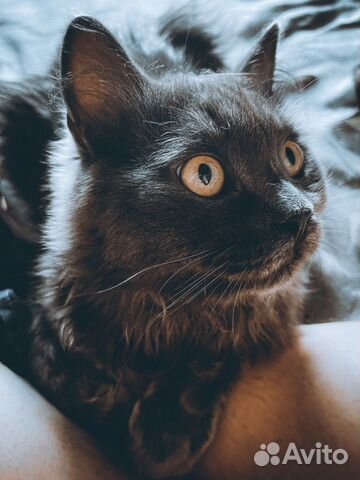 Кот Нибелунг ищет подругу