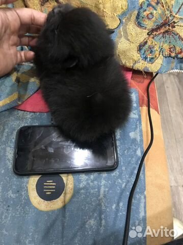 Помпон -тойшпиц мальчик (померанский шпиц мини )