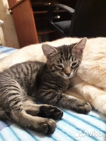 Котик
