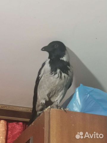 Ворона в добрые руки