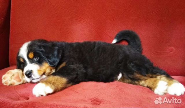 Щенки вашей мечты