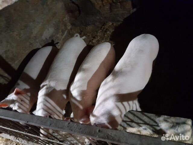 Свинина живым весом