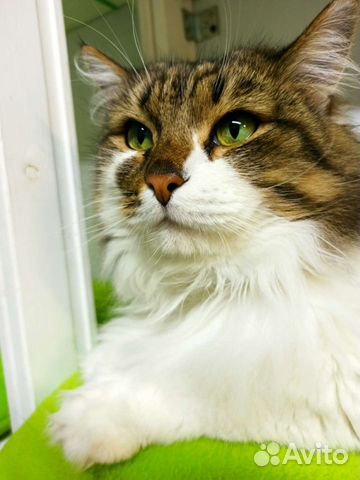 Кот Кузьма ищет дом