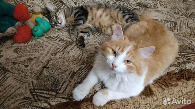 Рыжий котик ищет любящую семью