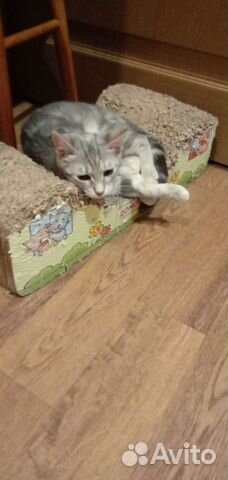 Кошечка с буквой М на лбу