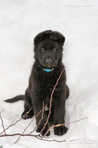 Немецкая овчарка