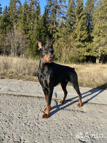 Доберман на вязку