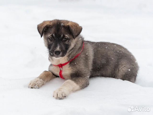 Агата 2 мес в добрые руки