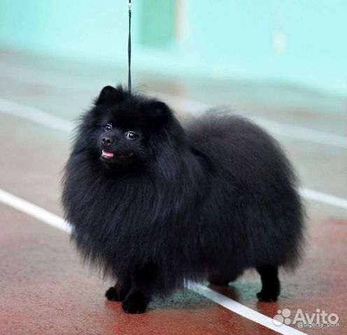 Малый немецкий шпиц вязка