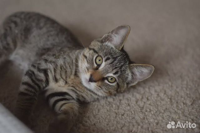 Кошка