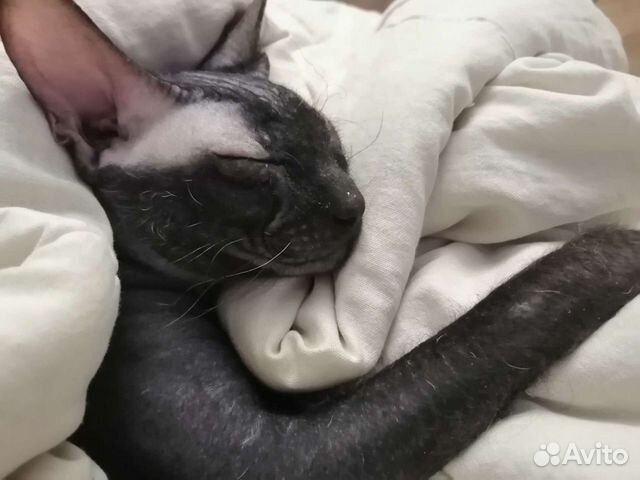 Канадский сфинкс