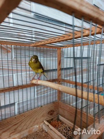 Канарейки овсяночного напева