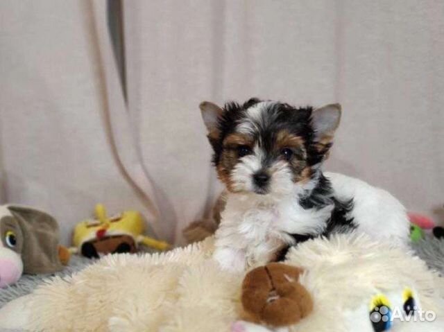 Щенки бивер йорка