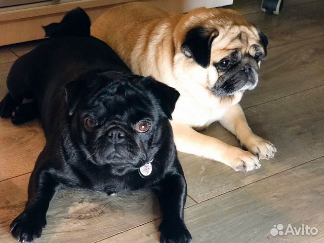 Две шикарные дамы ищут кобеля для вязки