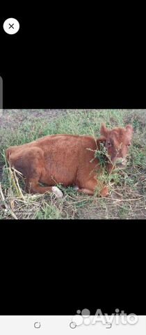 Телочка месячная