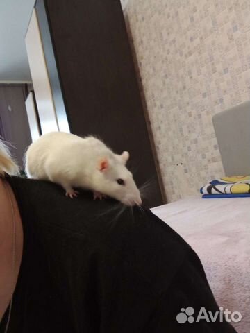 Крысы дамбо