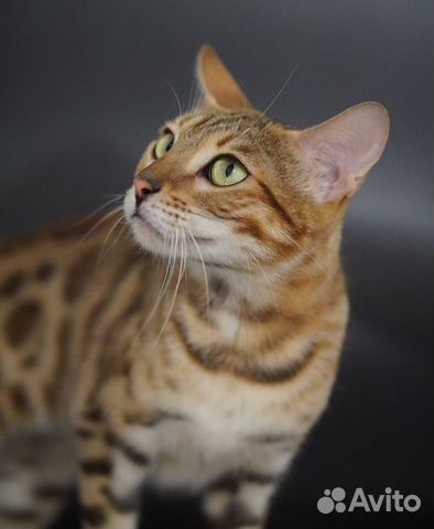 Изящная бенгальская кошечка