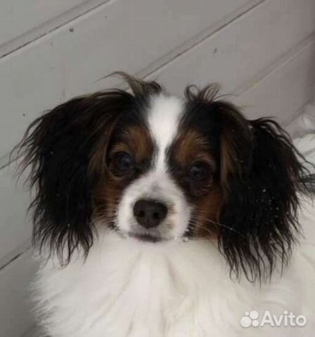 Прекрасный Фален