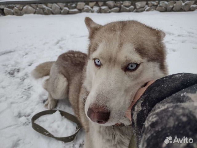 Хаски в дар