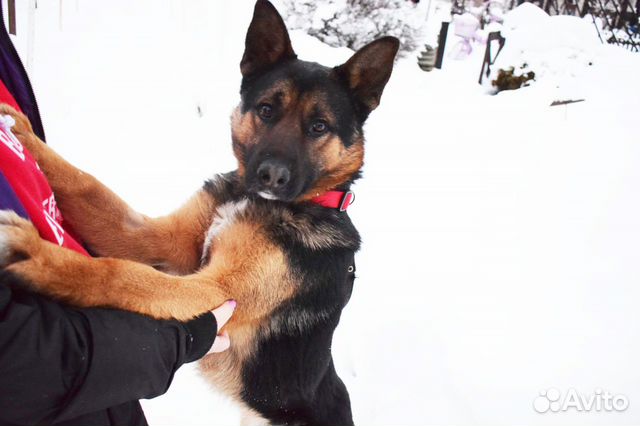 Собака мальчик 1,5 года Оникс метис овчарки