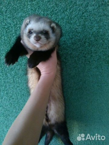 Хорьки милые