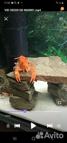 Рак красный аквариумный
