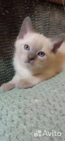 Тайские котята
