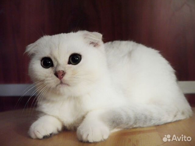 Котенок шиншилла