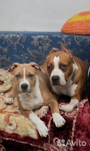 Девочка амстаффтерьер 4 мес