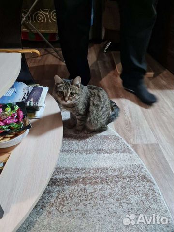 Домашние животные кошки