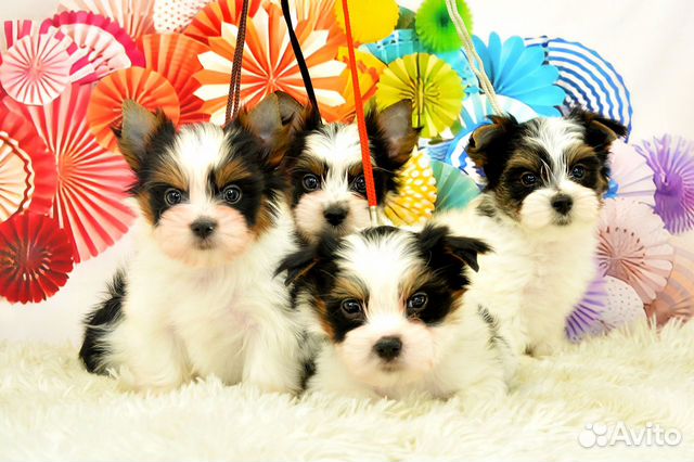 Бивер щенки, очаровательные мальчики