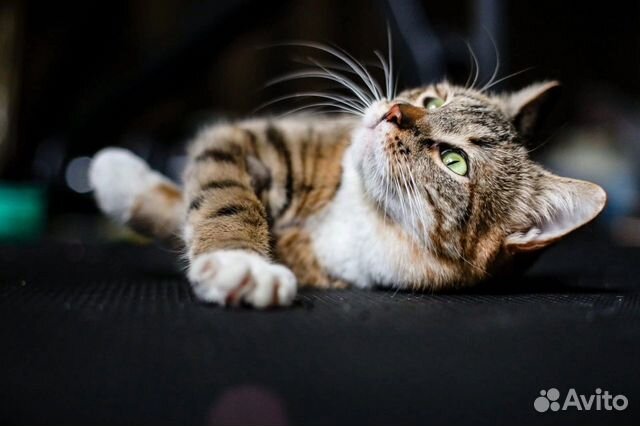 Ищет дом кошечка Лика