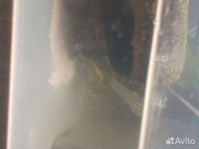 Красноухая черипаха