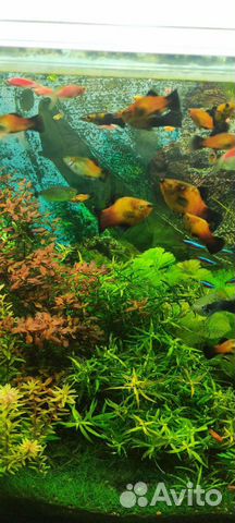 Аквариумные рыбки