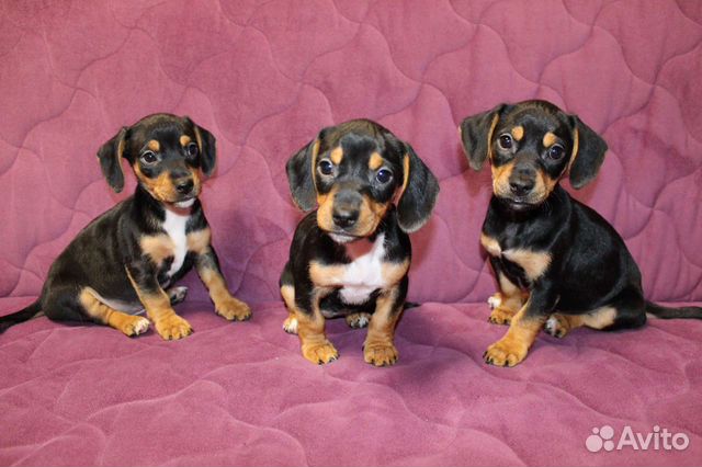 Щенки таксы