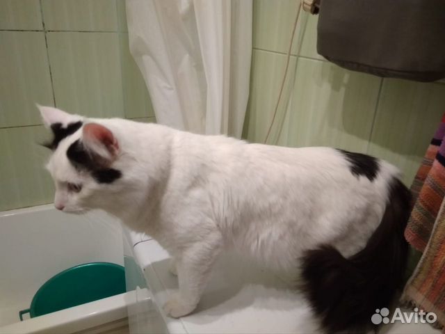 Кот для вязки