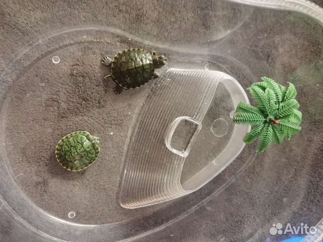 Красноухие черепашки мальчик и девочка