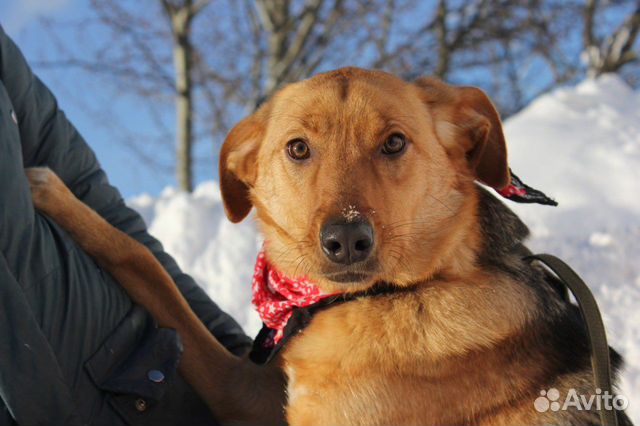 Баффи улыбается вам и будет вас радовать
