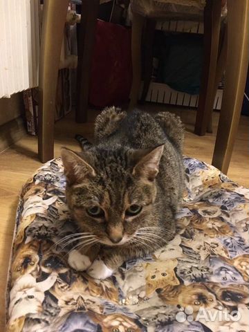 Ласковая кошечка Мася. Спасите от усыпления