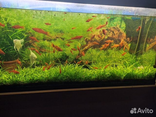 Валлиснерия и сагиттария