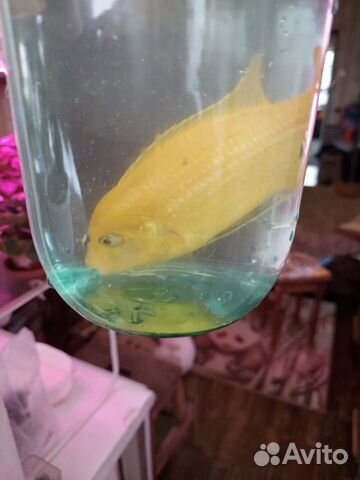 Рыбы цихлиды желтый самец 12см