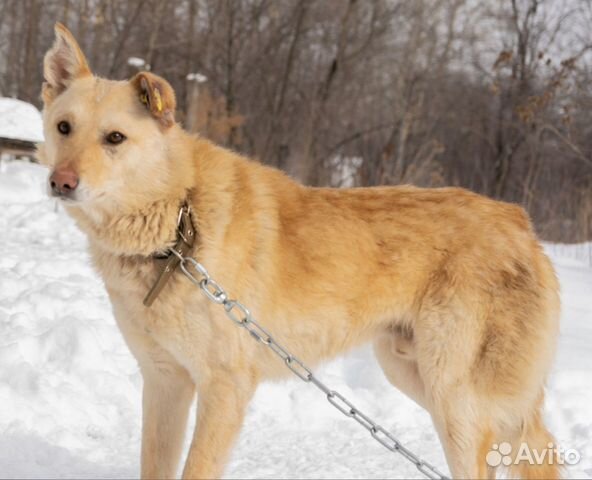 Алтын - золотая собака в добрые руки